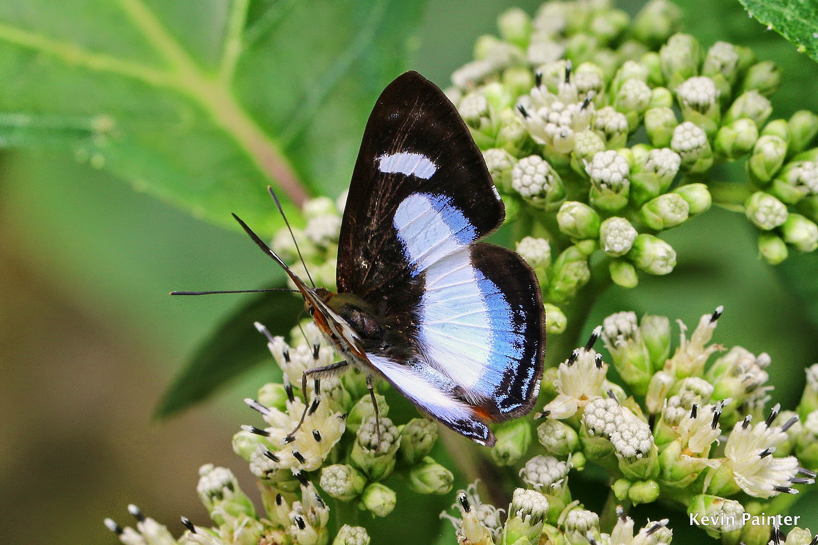 Panama Wildlife