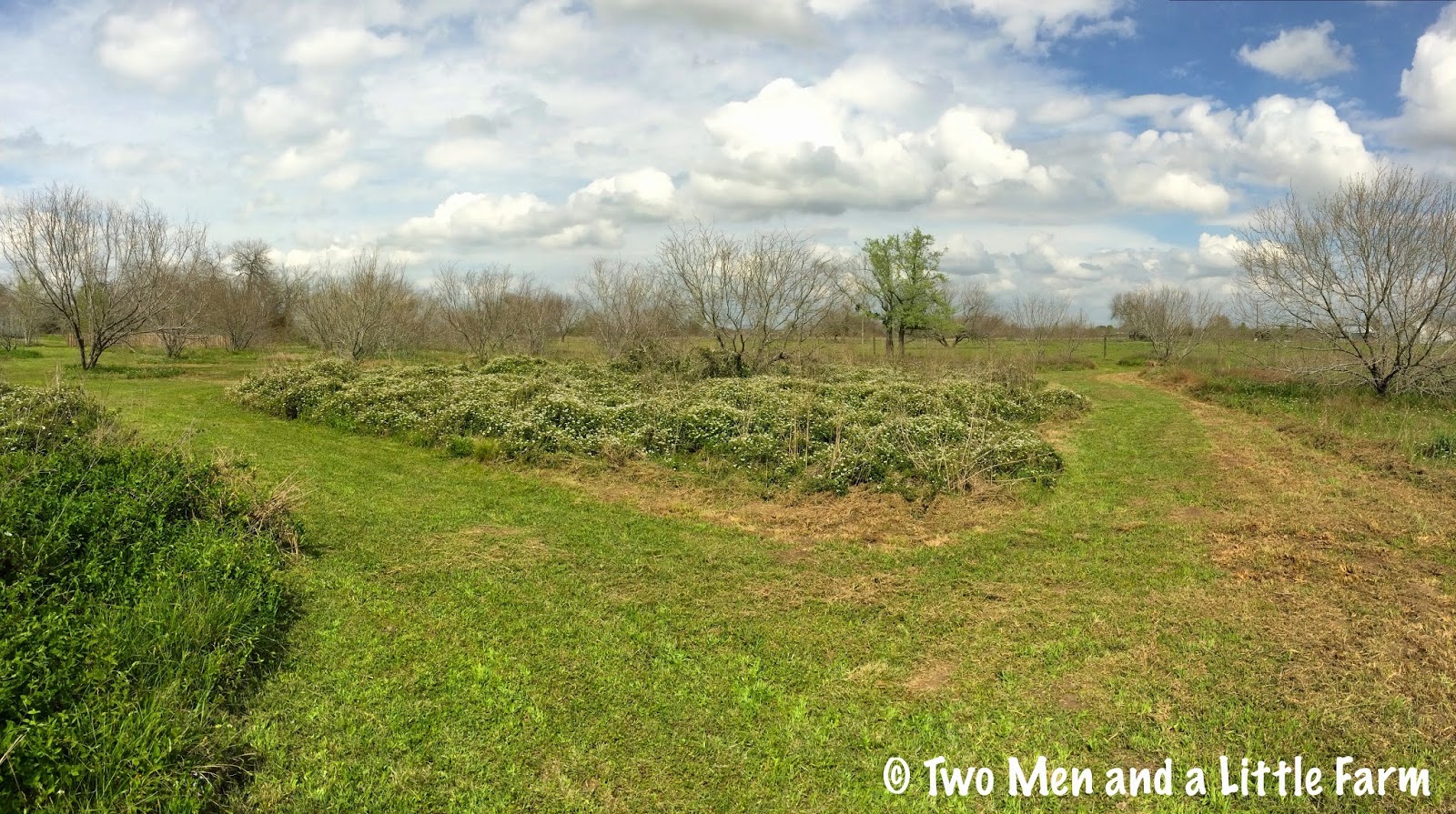 Two Men and a Little Farm: THE DEWBERRIES ARE COMING
