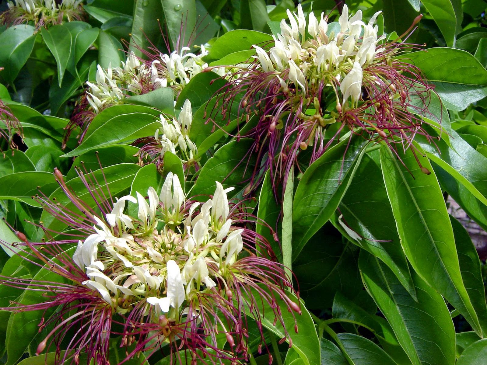 Trapiá - Crateva tapia L. | Natureza Bela