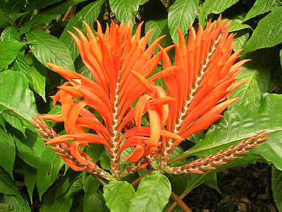 Diário de uma Sementeira: Afelandra (Aphelandra squarrosa)