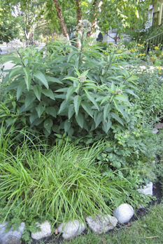 Restoring The Landscape With Native Plants: Rain Gardens