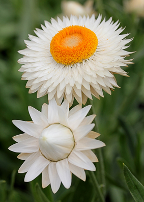 luv-zen: Ten Most rare and innocent White flowers
