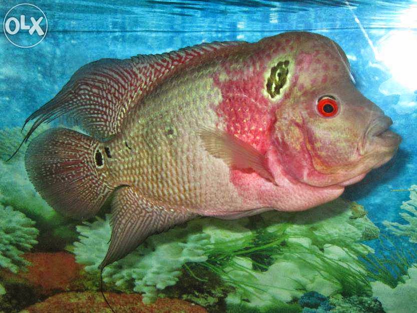 FLOWERHORN FISH photos - wallpapers (ανανεωμένο) | the fun bank
