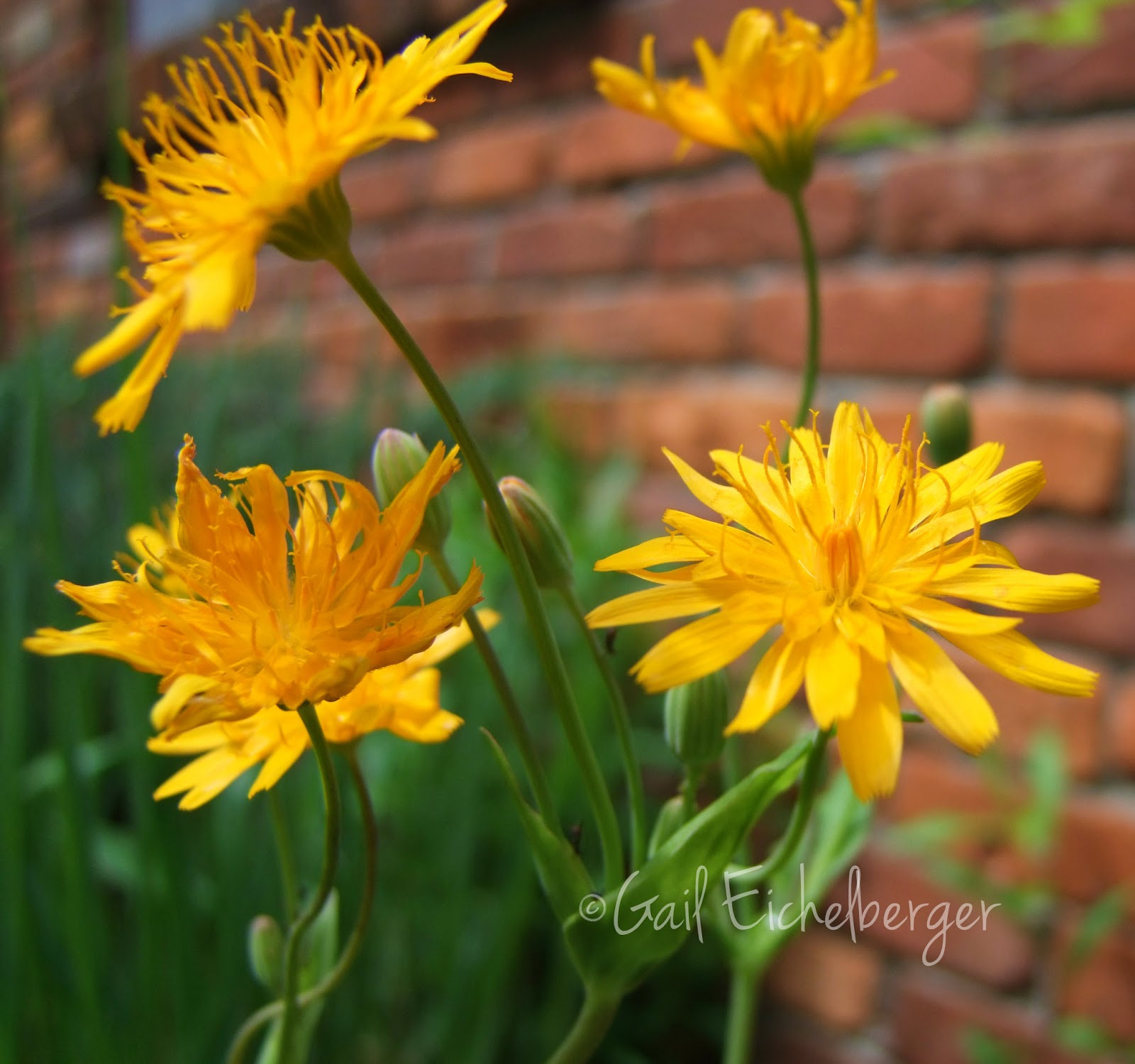 clay and limestone: My New Crush~Two-Flowered Cynthia