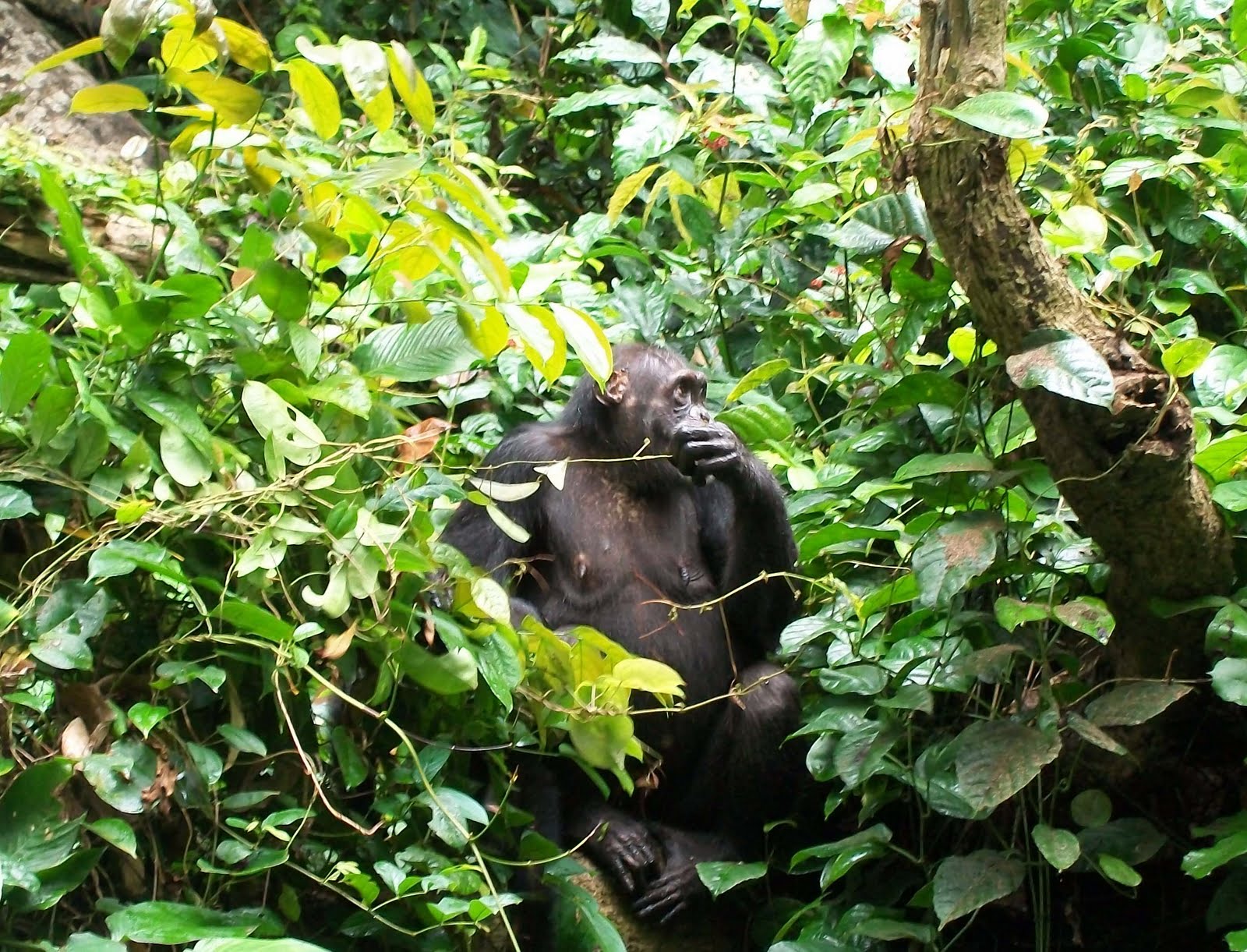 PROYECTO GRAN SIMIO (GAP/PGS ESPAÑA) PRENSA: ESPAÑA PARTICIPA EN ...