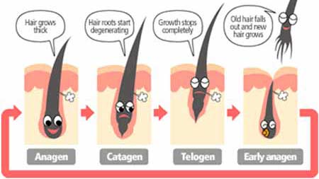 THEMafroSISTERS: Curl Class 2: The Science Behind Hair Growth
