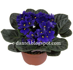 Çiçekçilikte Tek Adresiniz e-botanik Bahçesine Hoş Geldiniz: Menekşe ...