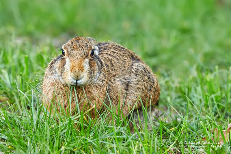 Wildlife Photographic Journals: Relaxed Spring Hares