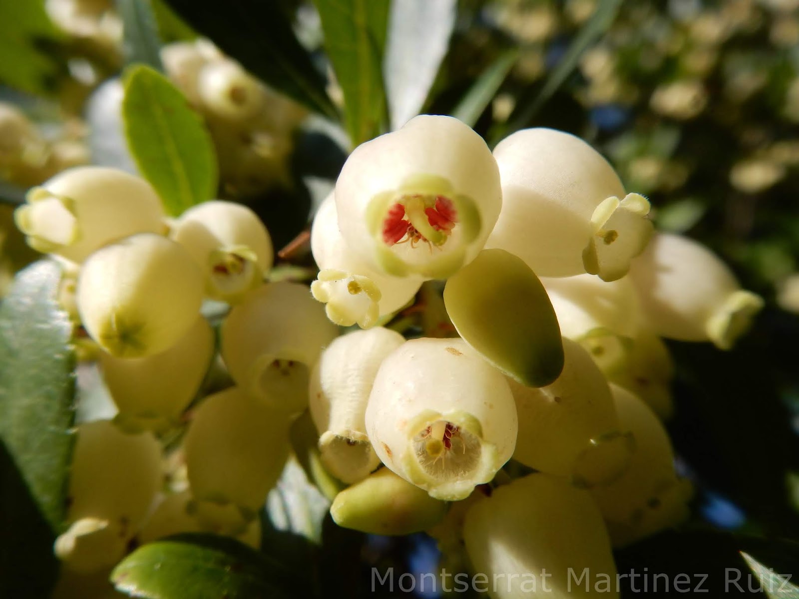 Flor destacada de Diciembre : MADROÑO - BOTÀNIC SERRAT