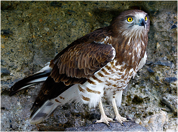 Foto-Natura-Huesca: ÁGUILA CULEBRERA circaetus gallicus Johann ...