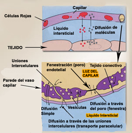 Fisiología con Elena Chávez.: Capilares y células