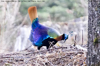 National Bird of Nepal,Lophophorus. Danfe, Dafe | Wallpapers Pictures ...