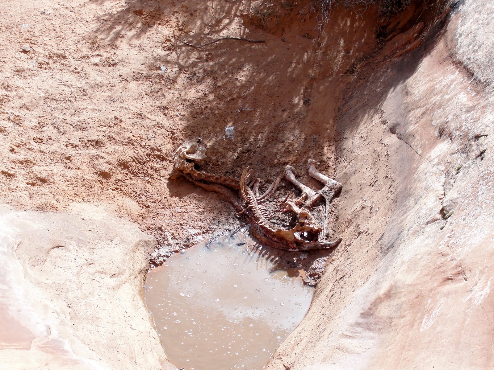 Janie and Steve, Utah Trails: Dead Donkey Trail