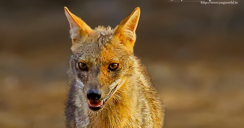 Indian Golden Jackal | YuGWoRLD
