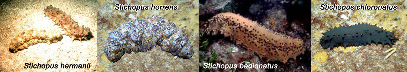 Kandungan Khasiat Dalam Gamat Dan Fungsinya Kepada Badan