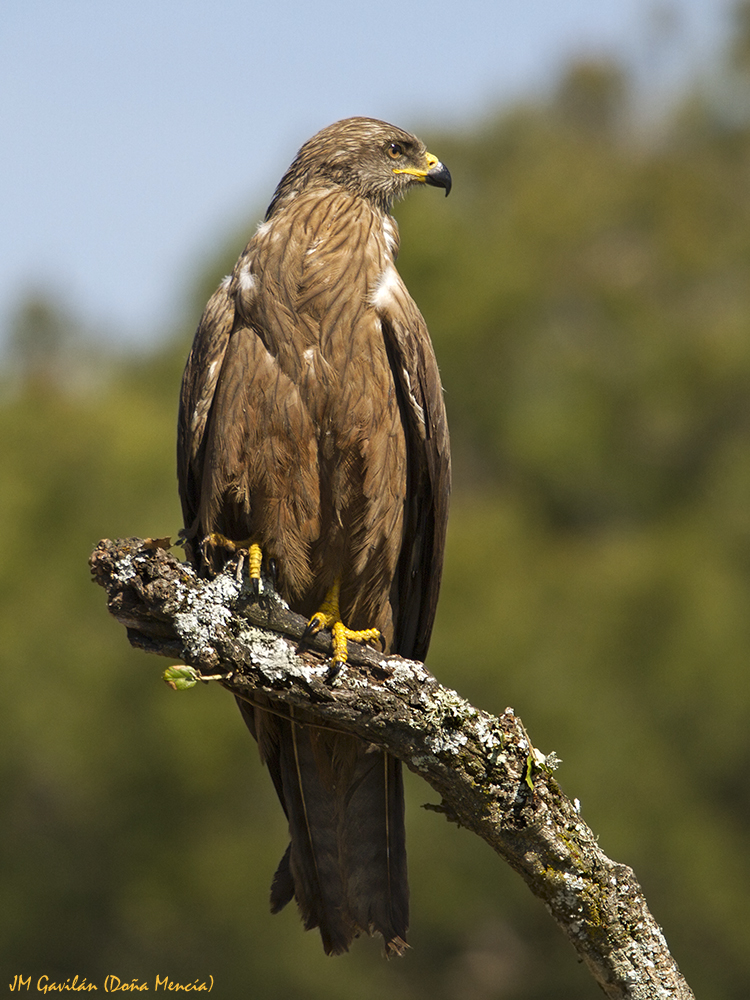 Fotografía de Naturaleza - JM Gavilán: Milano negro (Milvus migrans)