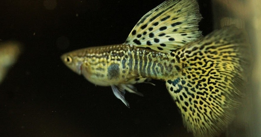 Rare Guppy Strain - Cara Budidaya dan Breeding Guppy