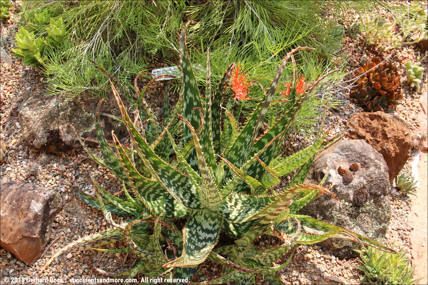 Around the world on 6,000 sq.ft.: Brian's miniature botanical garden