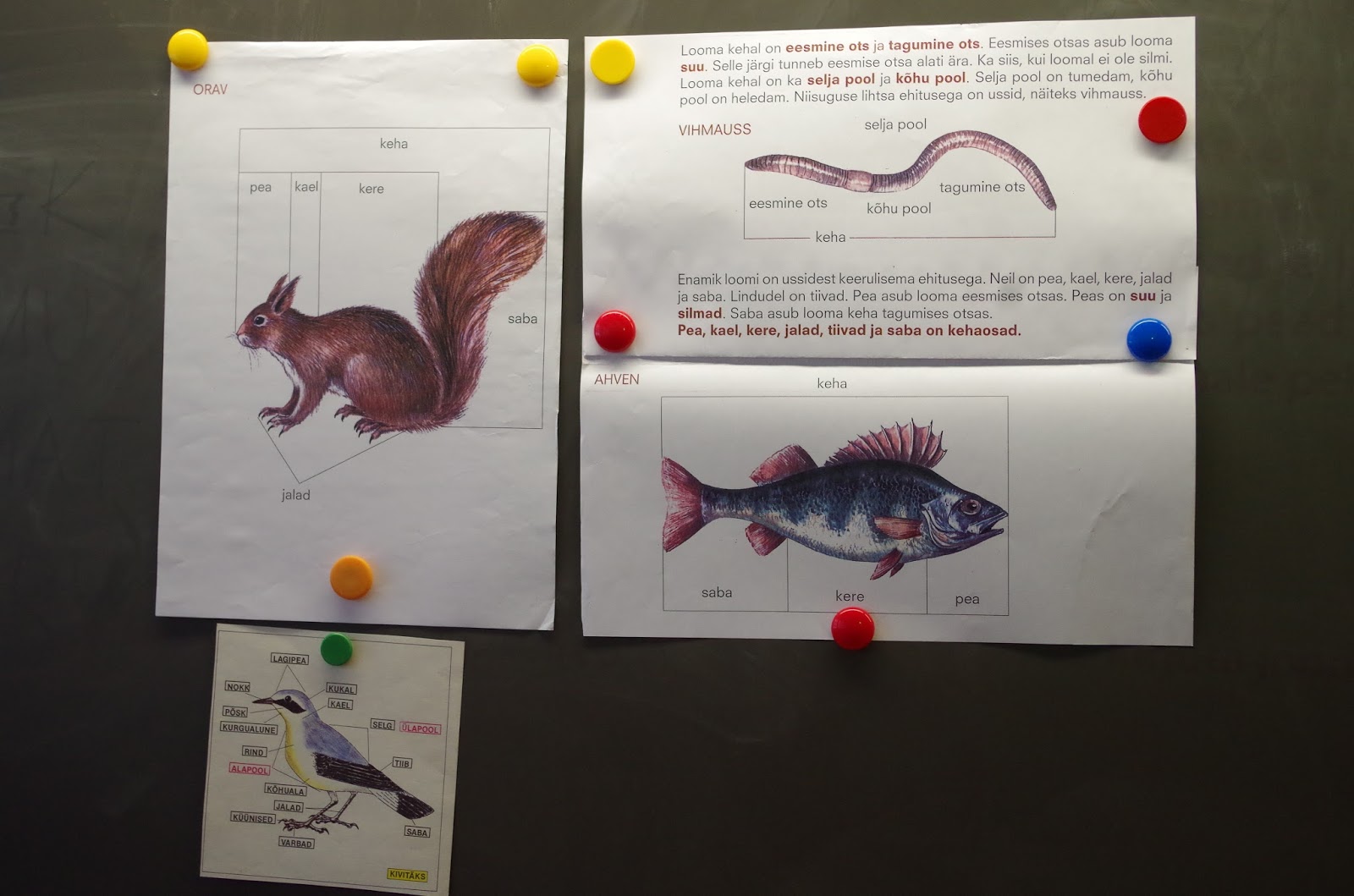 Samm-sammult tarkuse poole: Rebasest ja teistest loomadest