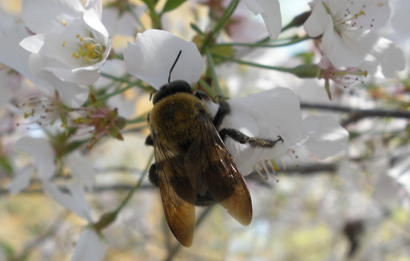 MARIETTE'S BACK TO BASICS: {Our Japanese Somei Yoshino Cherry in Bloom ...