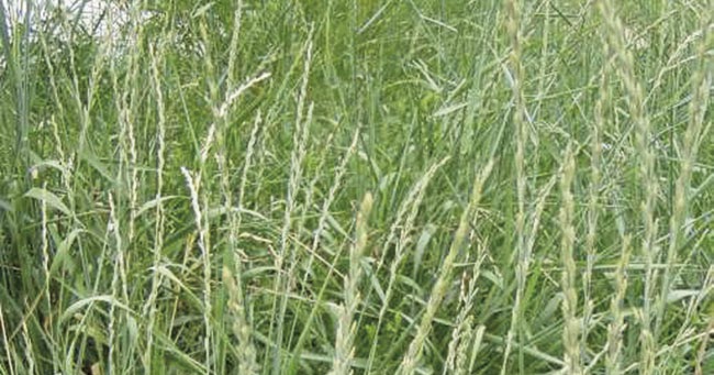 Quackgrass Plant - Agropyron repens - Macedonia Nature