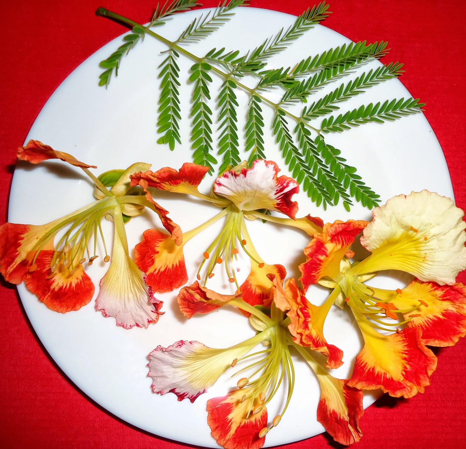 v e r d e c h a c o: Chivato