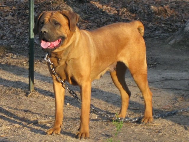 JAPANESE TOSA INU PUPPIES FOR SALE: Dam : JAPANESE TOSA INU YOKOZUNA ...