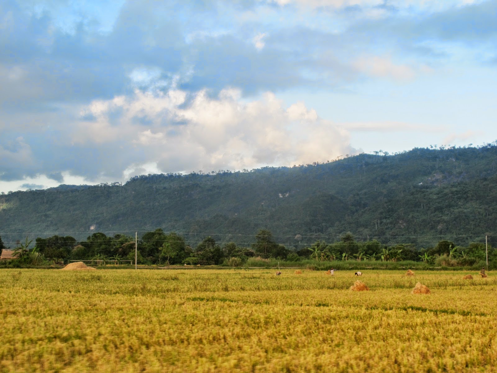 Ricefields of Mindoro