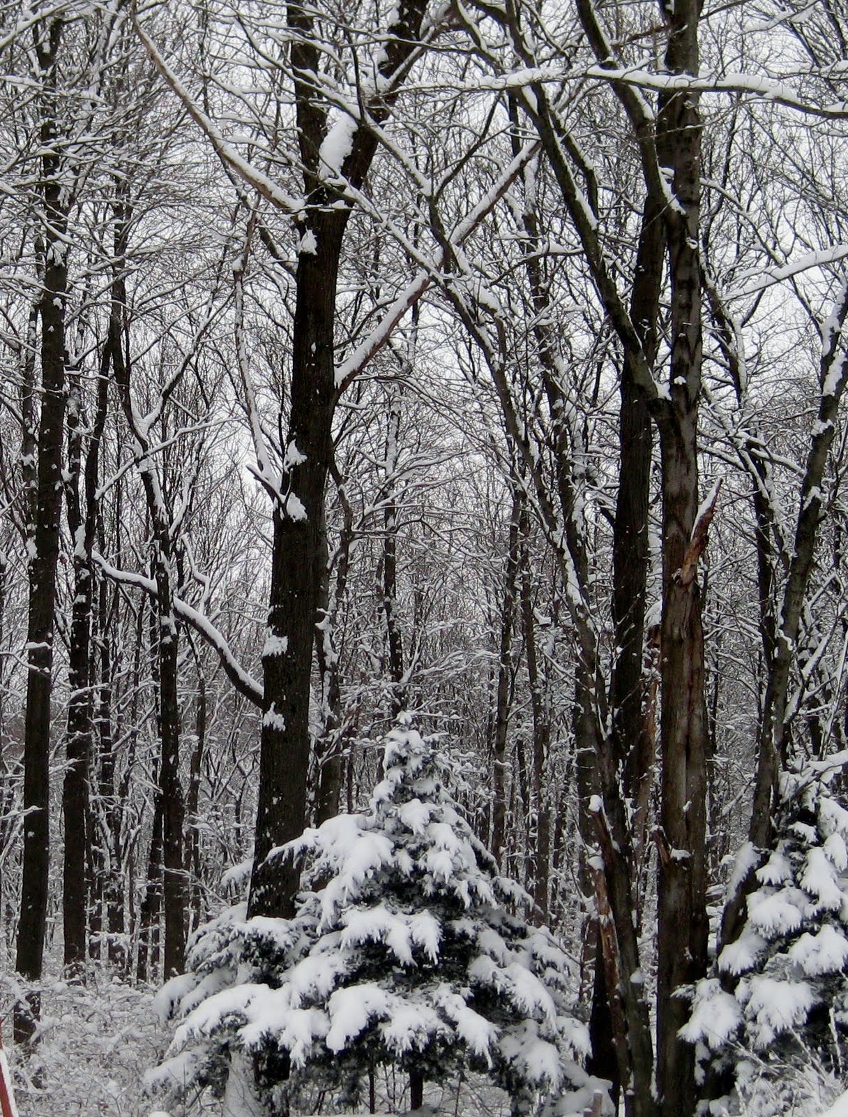 wee little miracles: The "Winter Blahs"