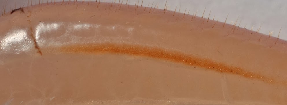 BunyipCo: October 2013