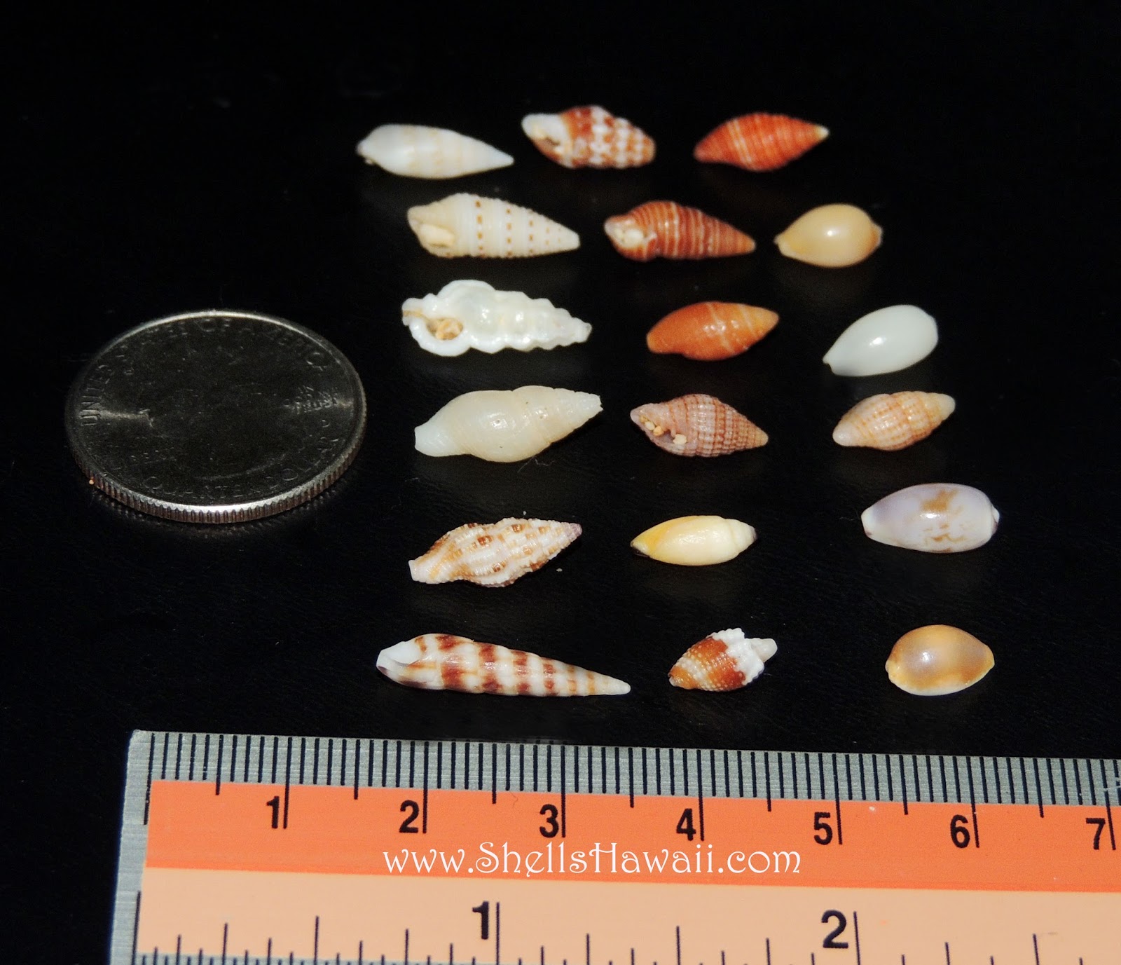 ShellsHawaii ...by Janjira: Hawaiian Seashells