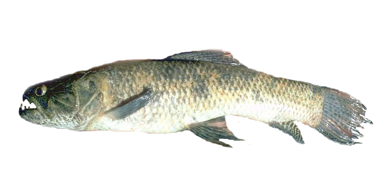 Area de Pesca: Normativa para la Pesca de Tarariras en Pcia. de Bs. As.