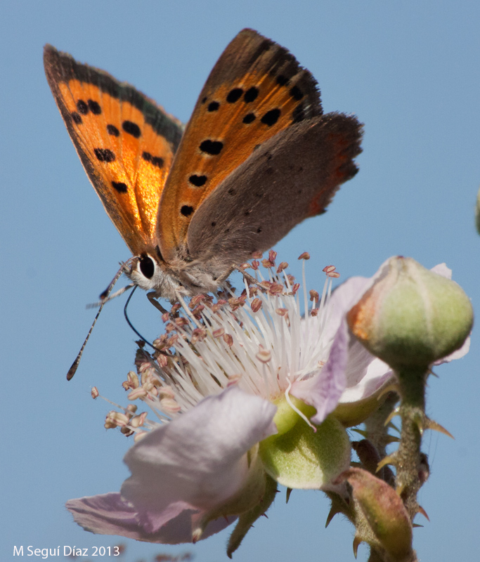 Fotografia y Naturaleza: La rogeta (lycaena phalaeas)