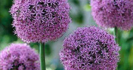 Proizvodnja organske hrane , jaja i Paulovnija - brzorastuce drvo ...