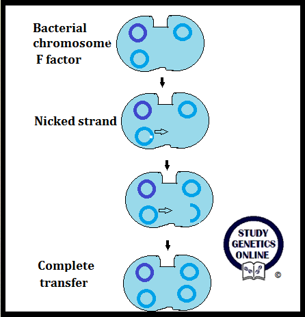 Study Genetics Online: Bacterial conjugation process