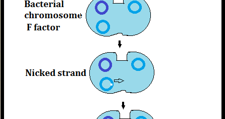 Study Genetics Online: Bacterial conjugation process