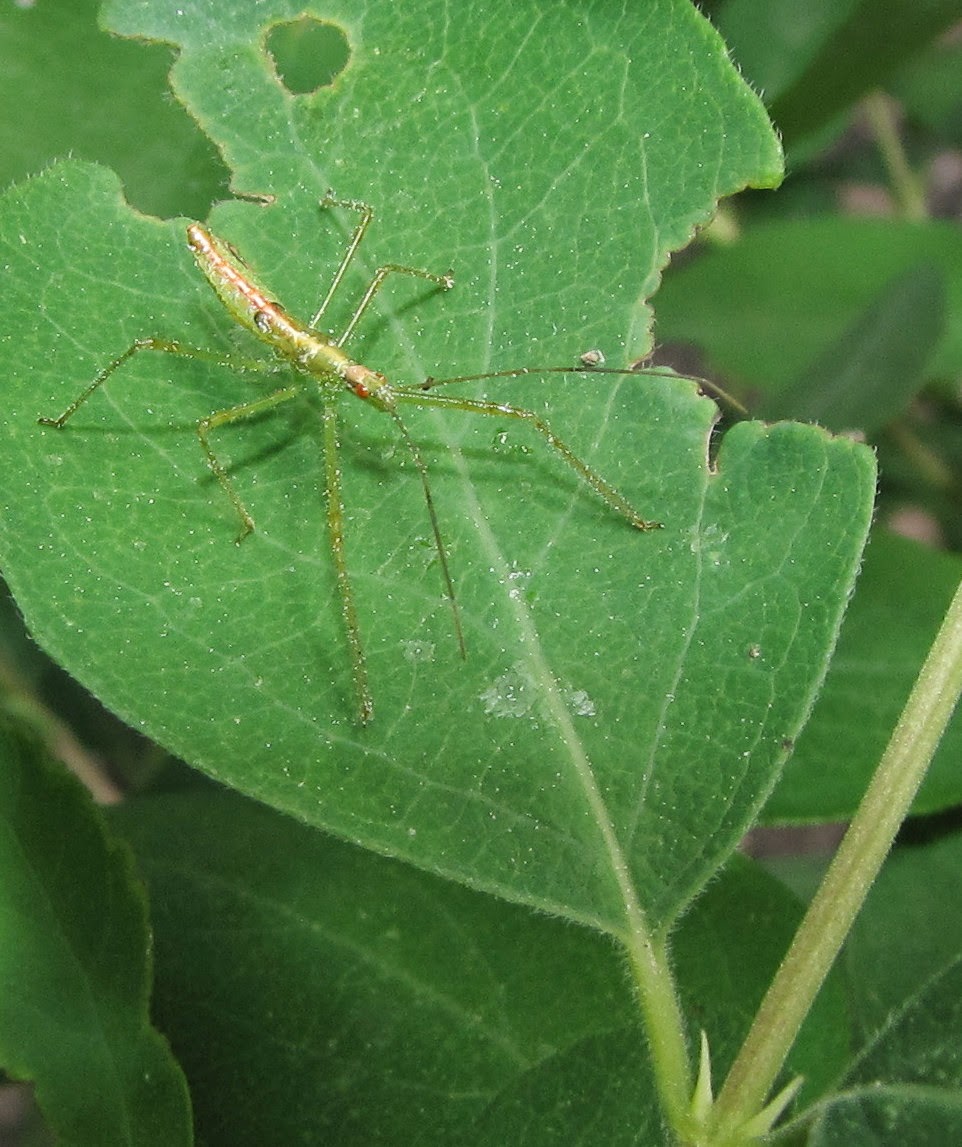 Bug Eric: Sundew Assassin Bugs: Zelus