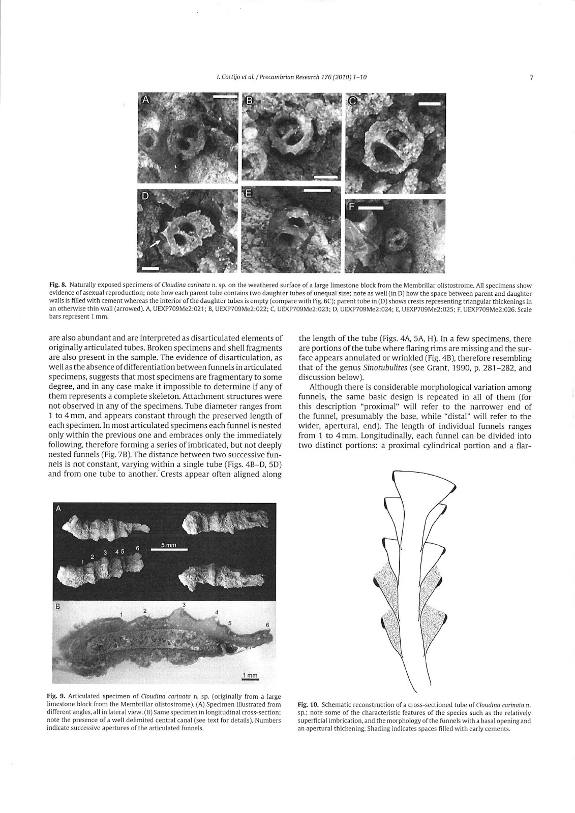 GEOLOGÍAS DE EXTREMADURA: "A new species of Cloudina from the terminal ...