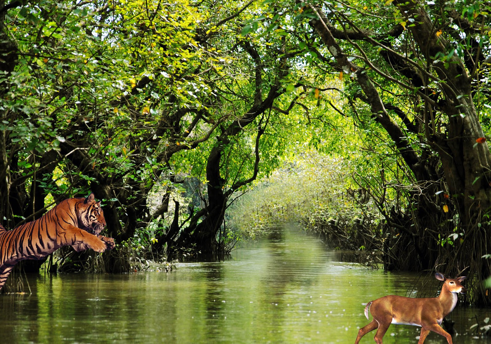 Beautiful Bangladesh | Sundarban | SEIP SEO Batch 32`