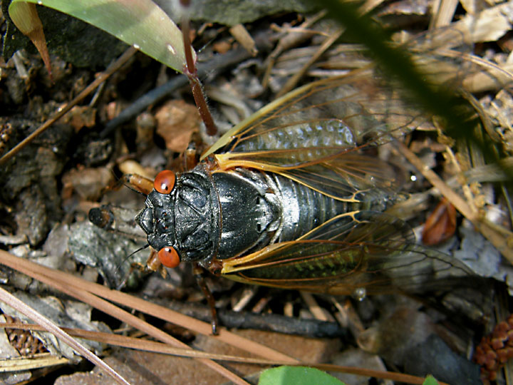 Anybody Seen My Focus?: Periodical Cicada (Magicicada tredecim)