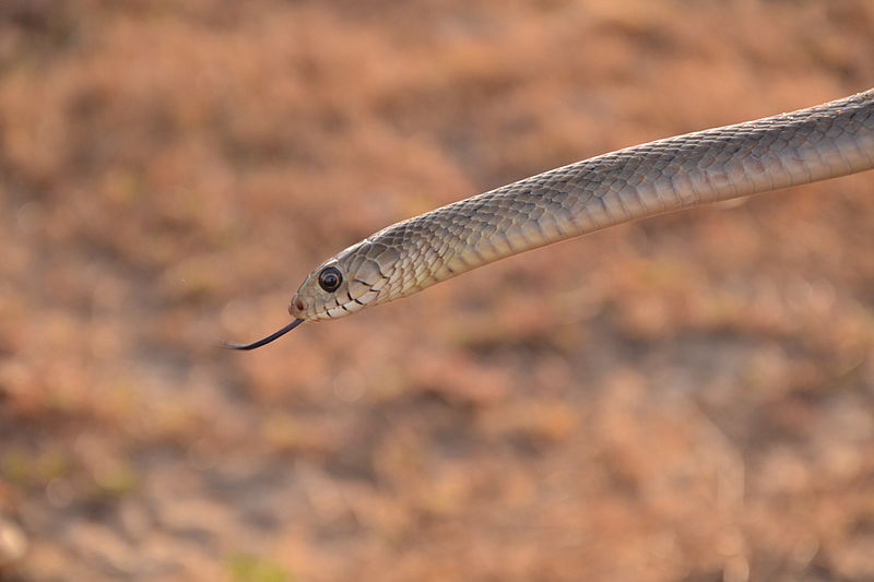 GEOGRAFI LINGKUNGAN: JENIS-JENIS ULAR DI INDONESIA (BAGIAN 1)