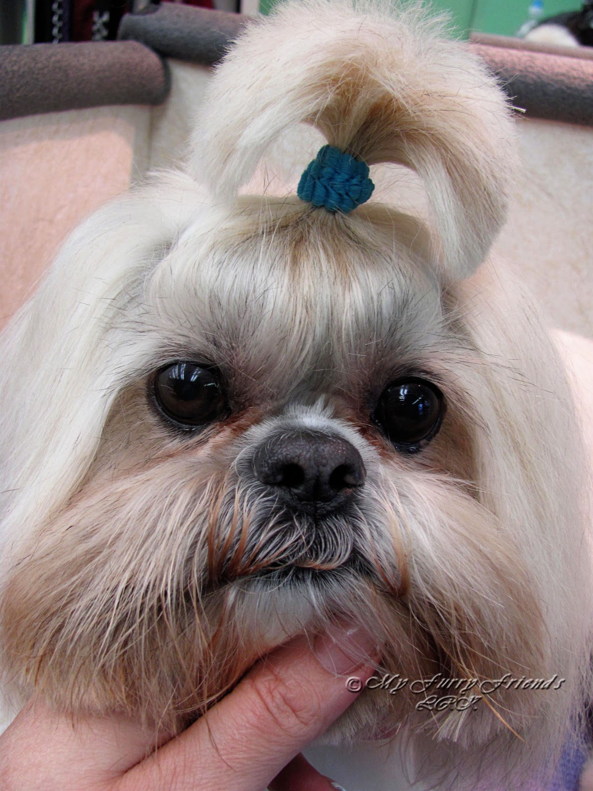 Pet Grooming: The Good, The Bad, & The Furry: Tuesday's Tip #19