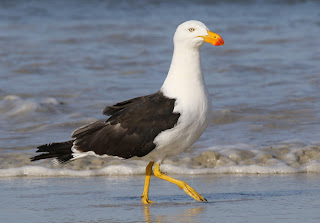 Chris Gibbins - gulls & birds