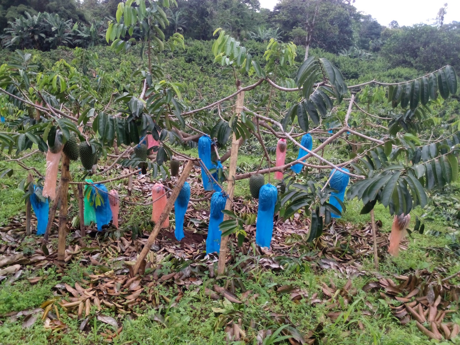 MANUAL DEL CULTIVO DE LA GUANÁBANA | GUANÁBANA ECUATORIANA