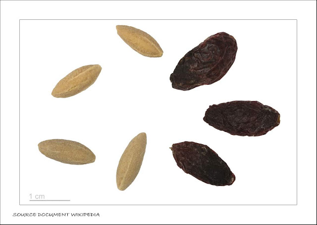 C'est quoi cette crotte rouge sur le chemin. Article 055 2018.