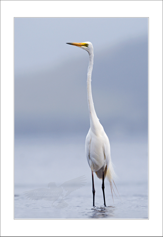 JONATHAN HARROD PHOTOGRAPHY