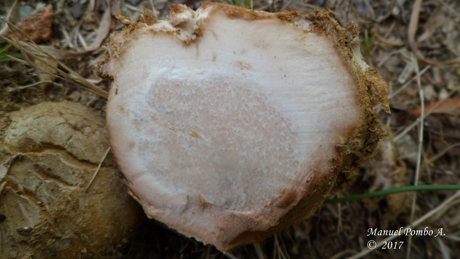 Un micólogo aficionado: Scleroderma polyrhizum J.F. Gmel.: Pers.