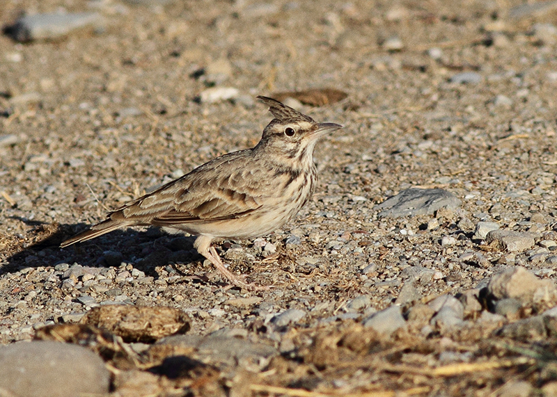 Greater Kent Birder: Autumn Birding on Rhodes Greece. Lindos 4th -11th ...