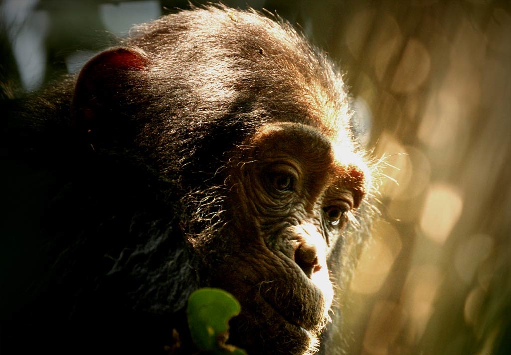 Un Mundo en Paz: El maravilloso mundo animal