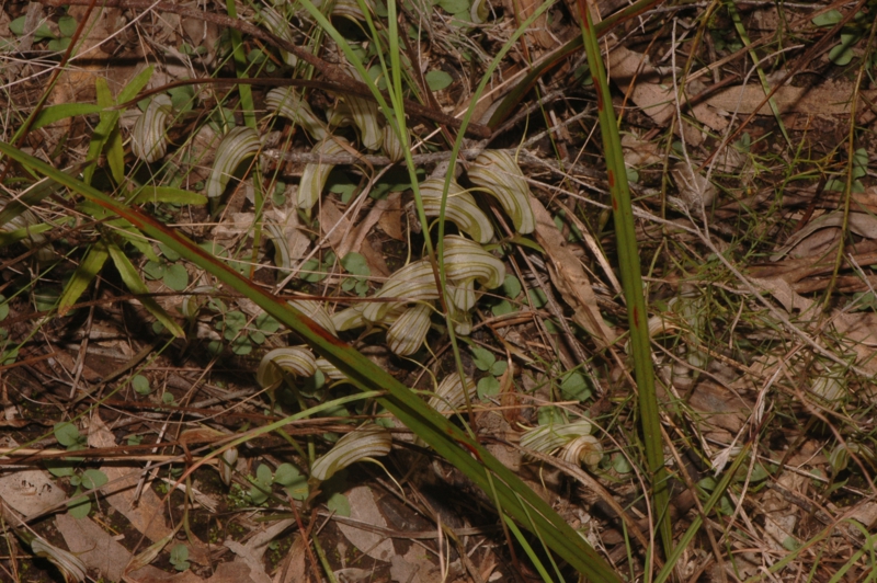 The Nature of Robertson: "Little Dumpies" - Diplodium truncatum ...